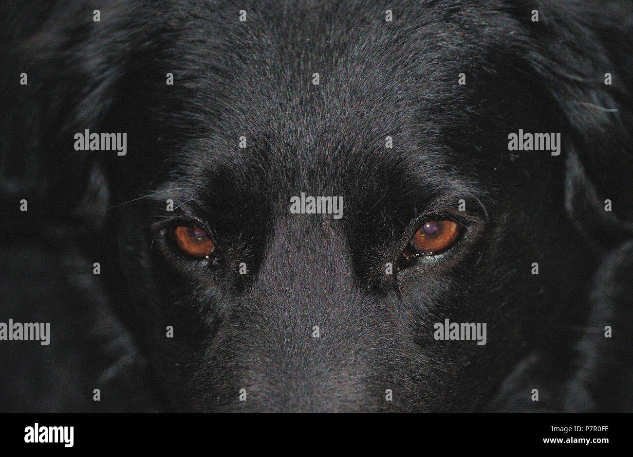 Black Labrador retriever close up of eyes Stock Photo - Alamy