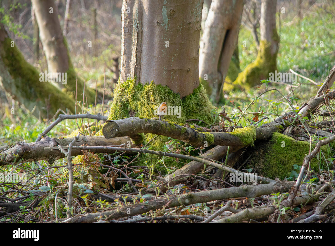 Robin on tree log hi-res stock photography and images - Alamy