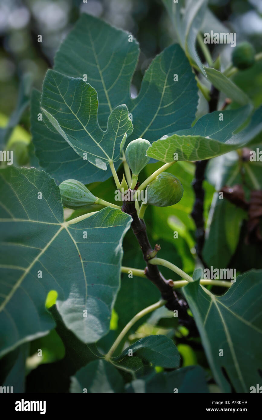 Leaves of fig tree with small figs Stock Photo - Alamy