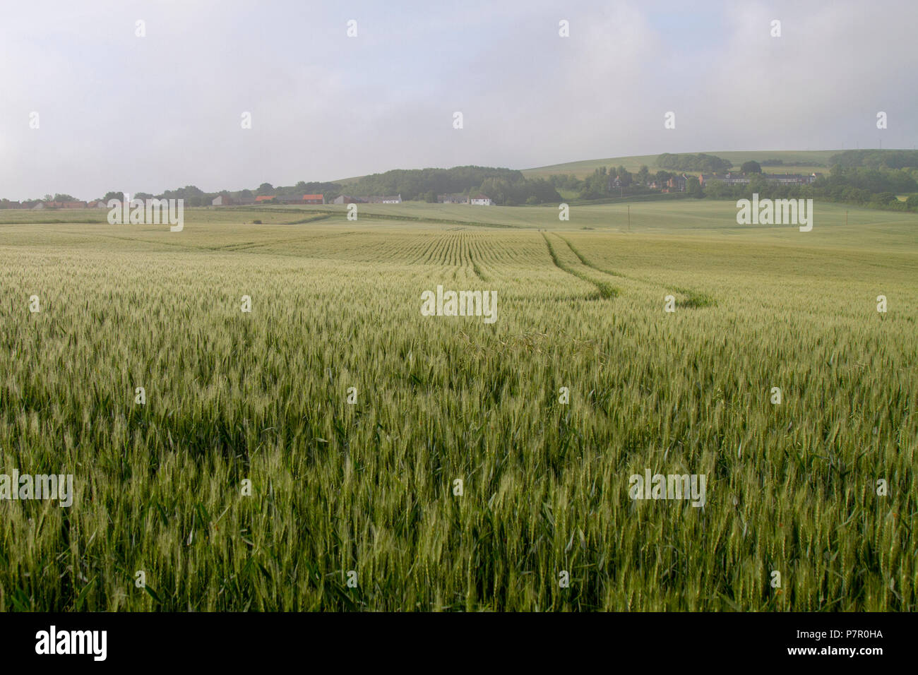 Summer farming hi-res stock photography and images - Alamy