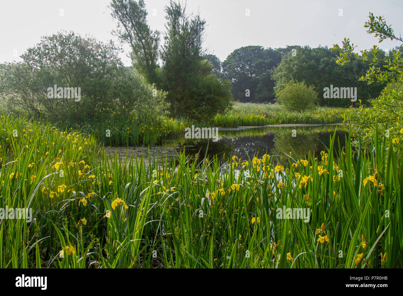 Flag in summer hi-res stock photography and images - Alamy
