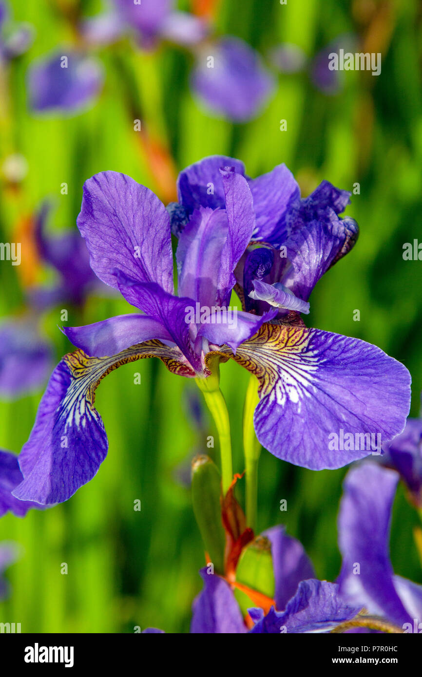 Iris in sun hi-res stock photography and images - Alamy