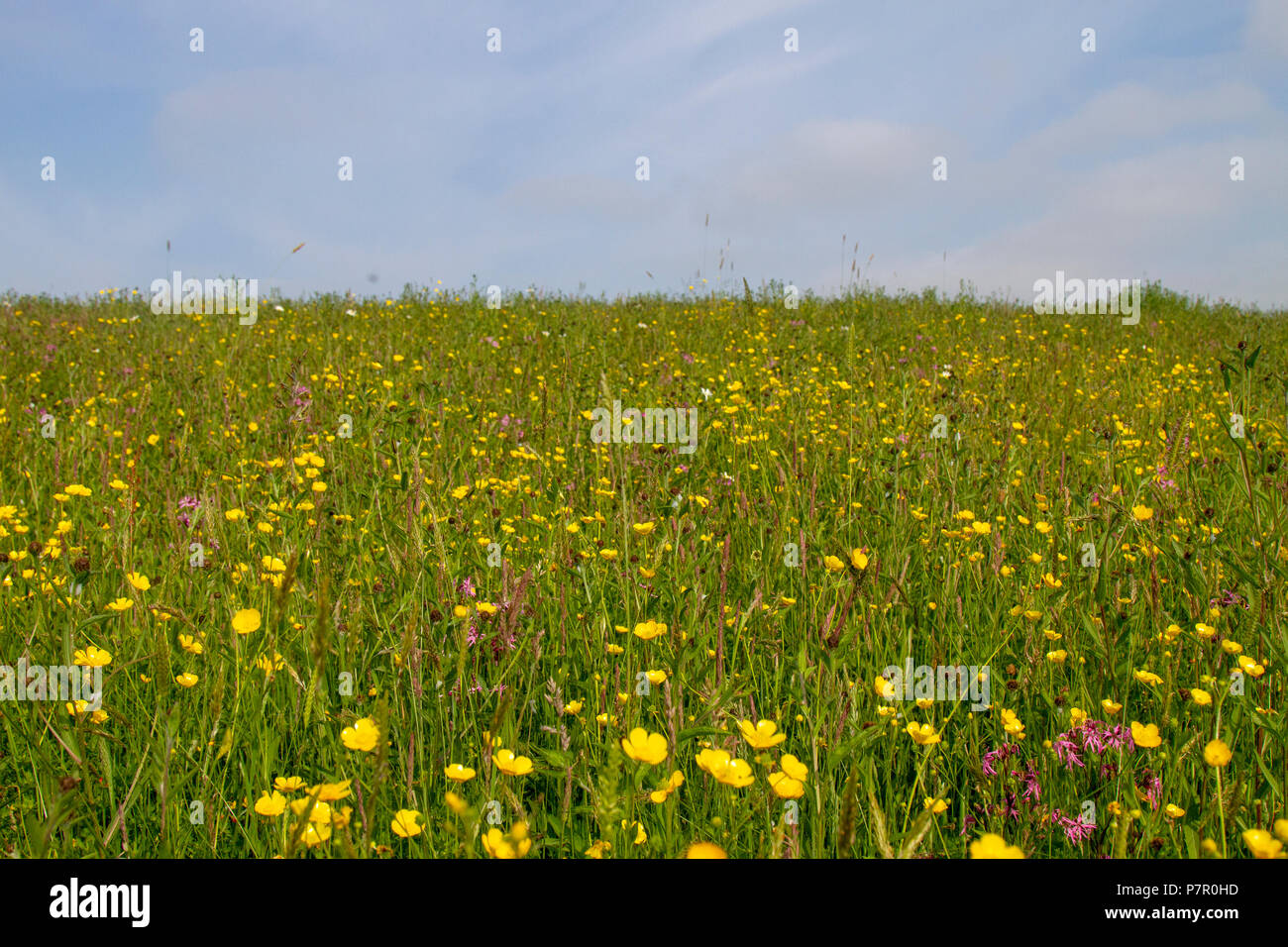 English wildflower meadow hi-res stock photography and images - Alamy