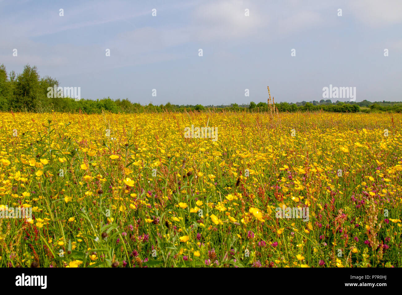 English wildflower meadow hi-res stock photography and images - Alamy