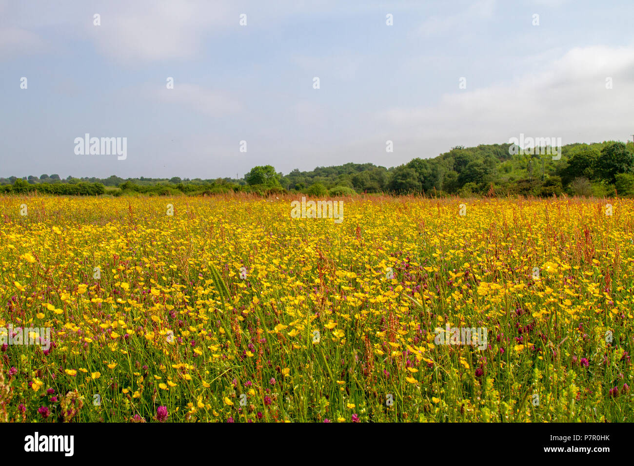 English wildflower meadow hi-res stock photography and images - Alamy