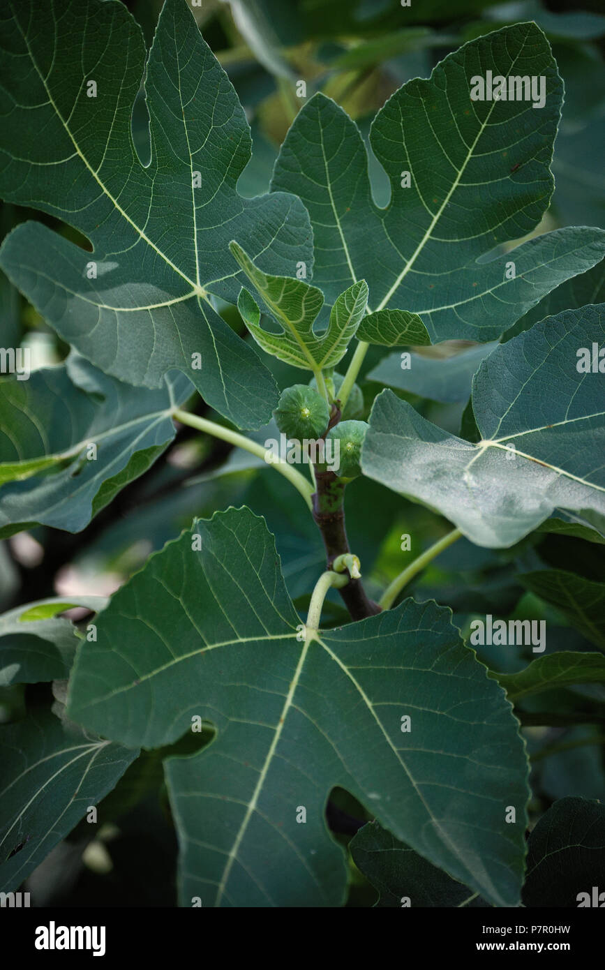 Leaves of fig tree with small figs Stock Photo - Alamy