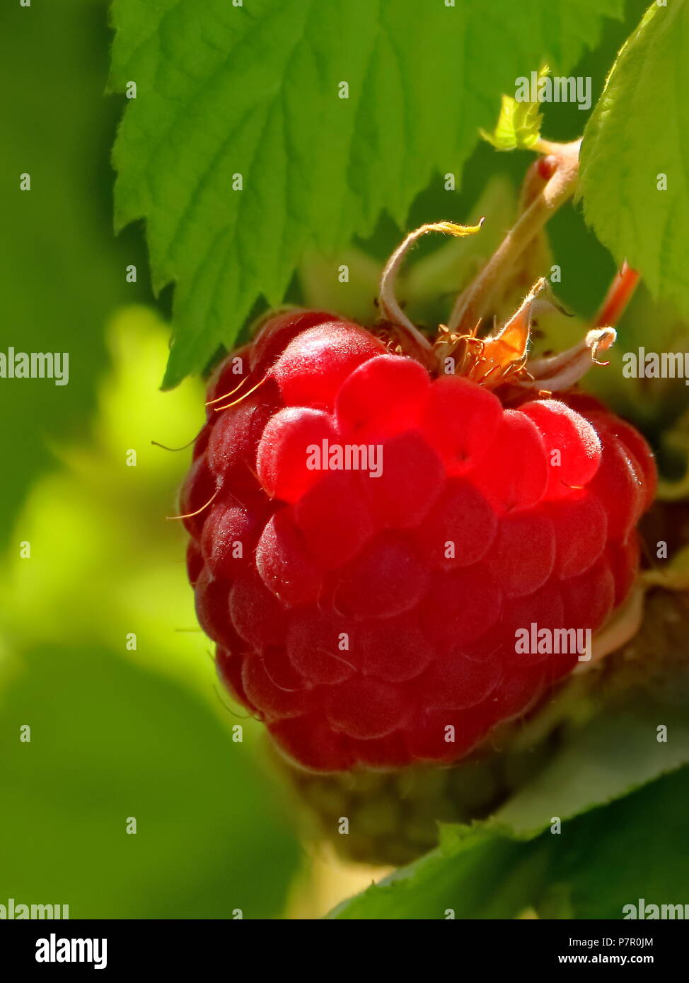 European raspberry hi-res stock photography and images - Alamy