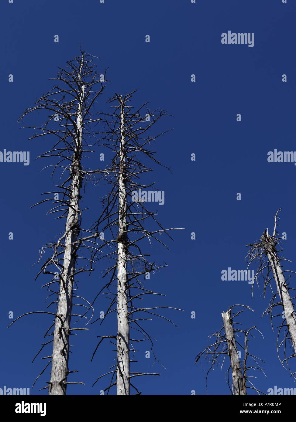 Tree mortality. Spruce trees in a forest in Germany, damaged by bark ...