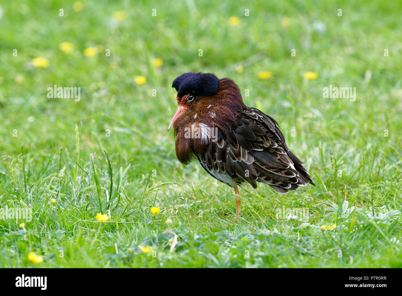 Ruff male bird hi-res stock photography and images - Alamy
