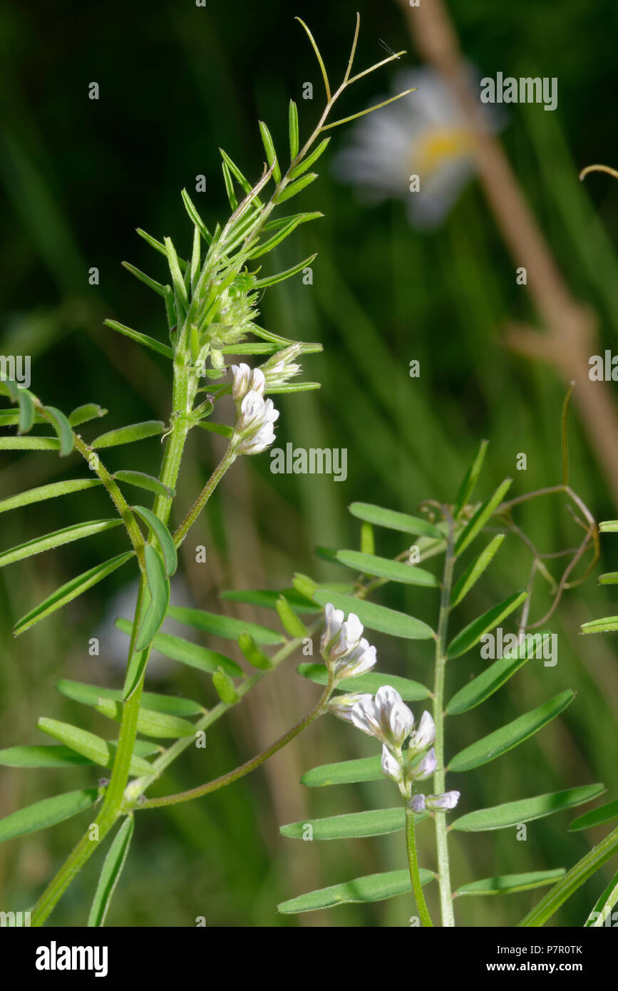 Hairy Tare Flowers - Vicia hirsuta Tiny Vetch Stock Photo - Alamy