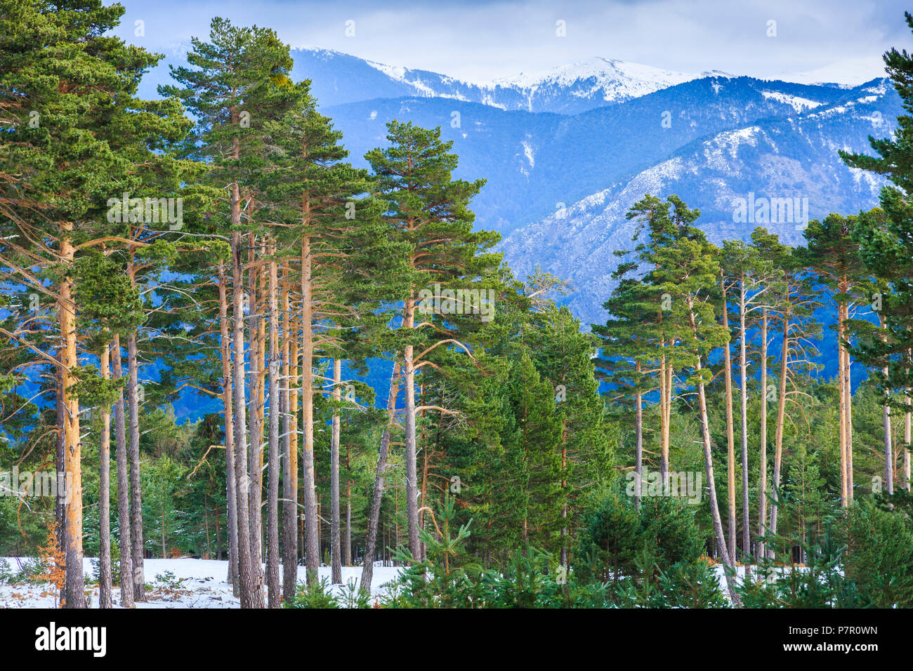 Pine grove and mountains Stock Photo - Alamy