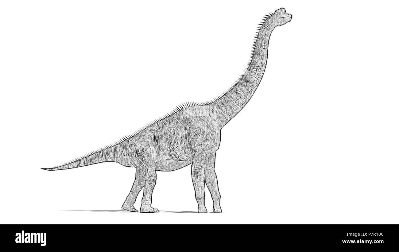 Brachiosaurus fossil Black and White Stock Photos & Images - Alamy