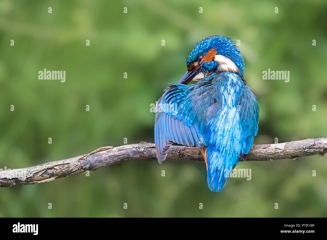Common kingfisher preening with wing outstretched Stock Photo - Alamy