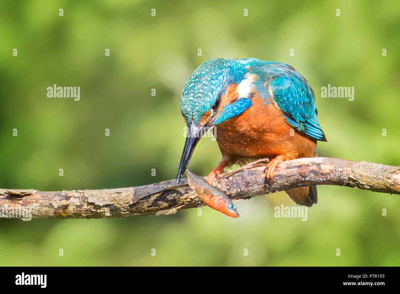 Common kingfisher killing fish Stock Photo - Alamy