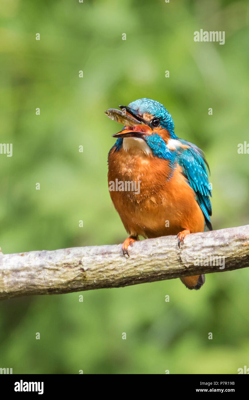 Flipping fish hi-res stock photography and images - Alamy