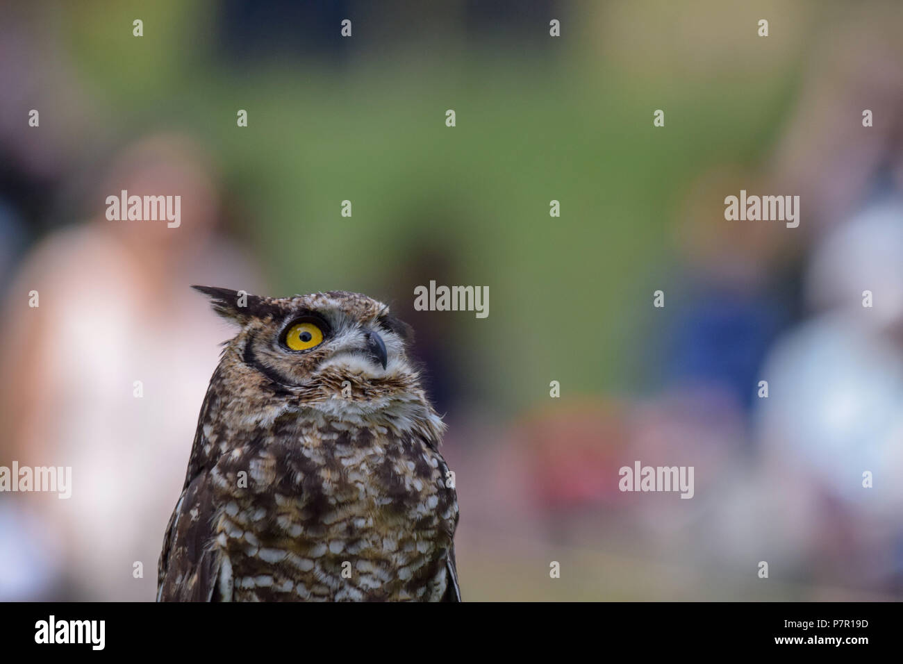 Captive african spotted eagle owl hi-res stock photography and images ...