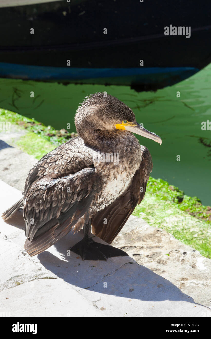 Juvenile great cormorant hi-res stock photography and images - Alamy