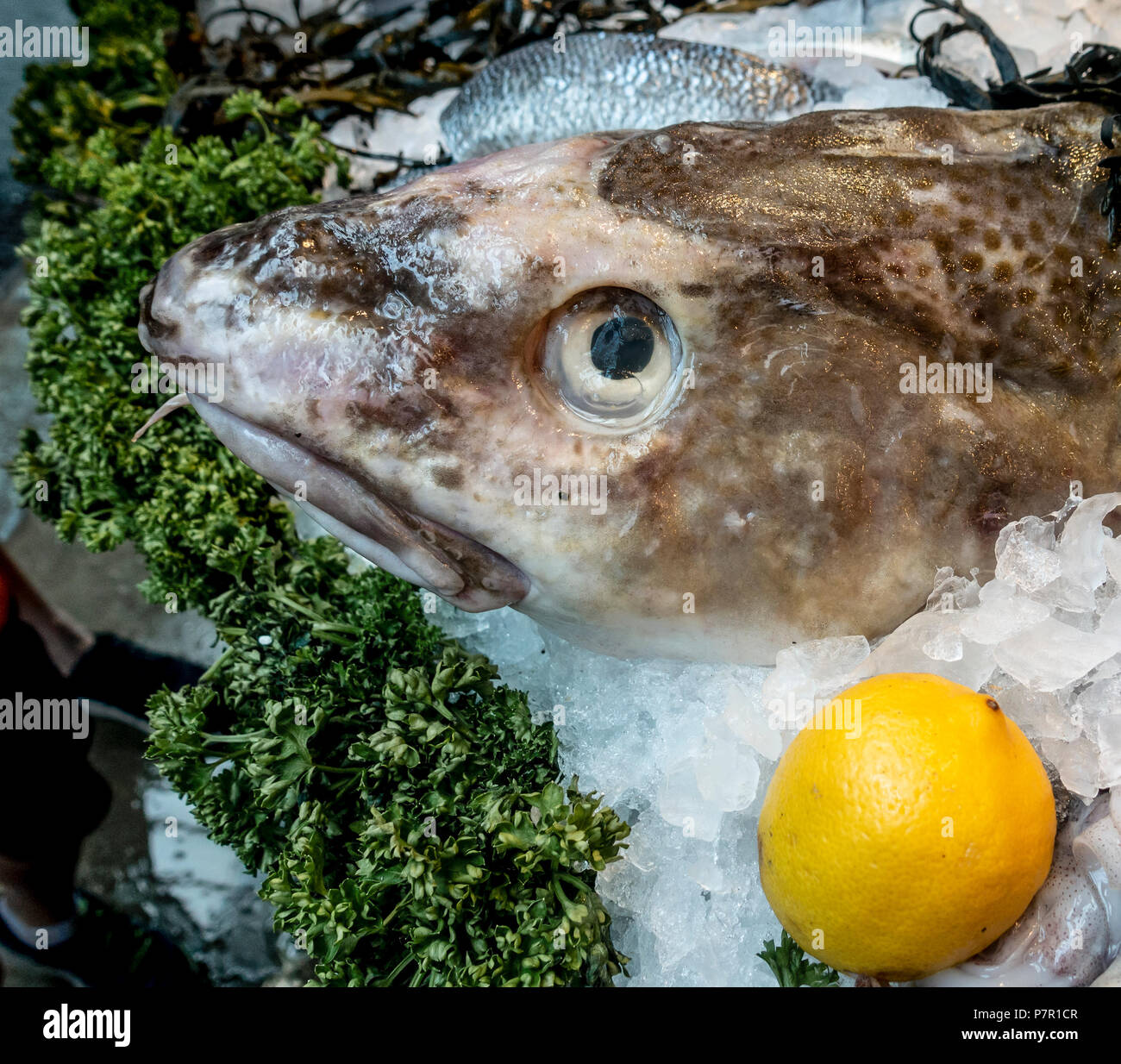 Cod fish head hi-res stock photography and images - Alamy
