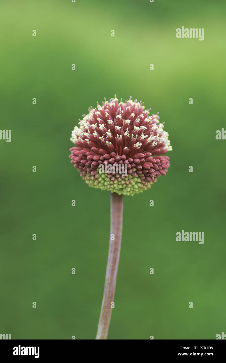 Allium amethystinum 'Red Mohican' Stock Photo - Alamy