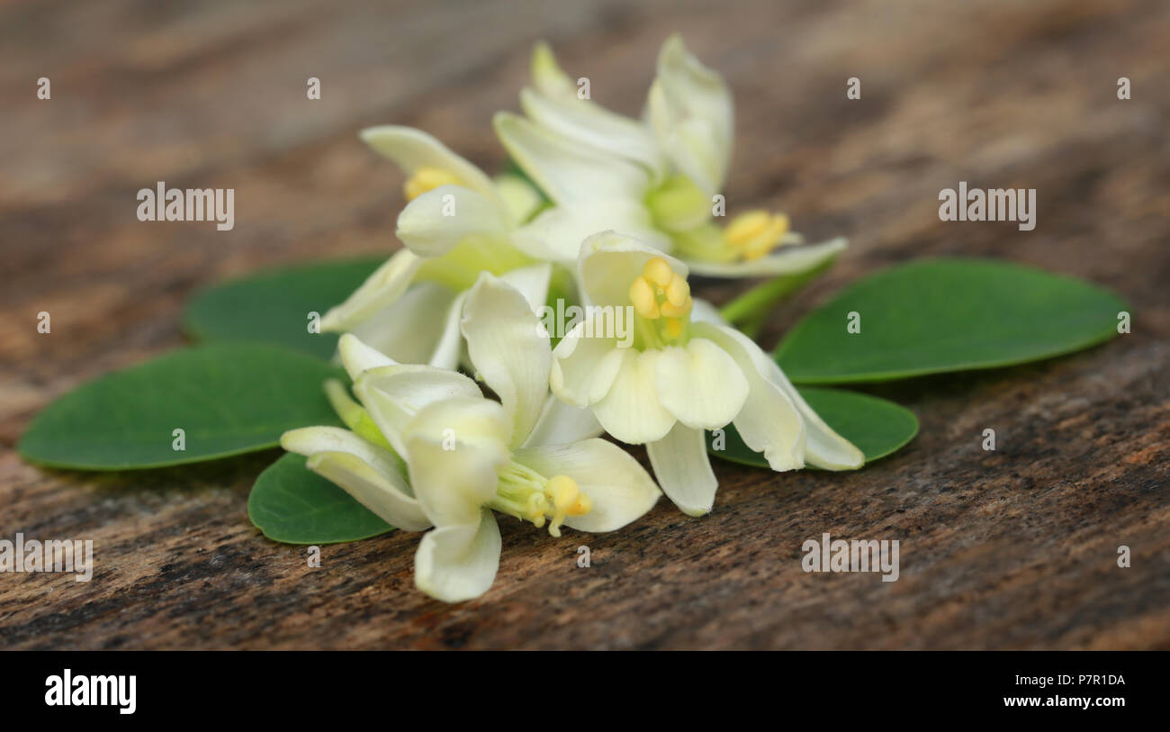 Edible moringa flower with green leaves in timber surface Stock Photo ...