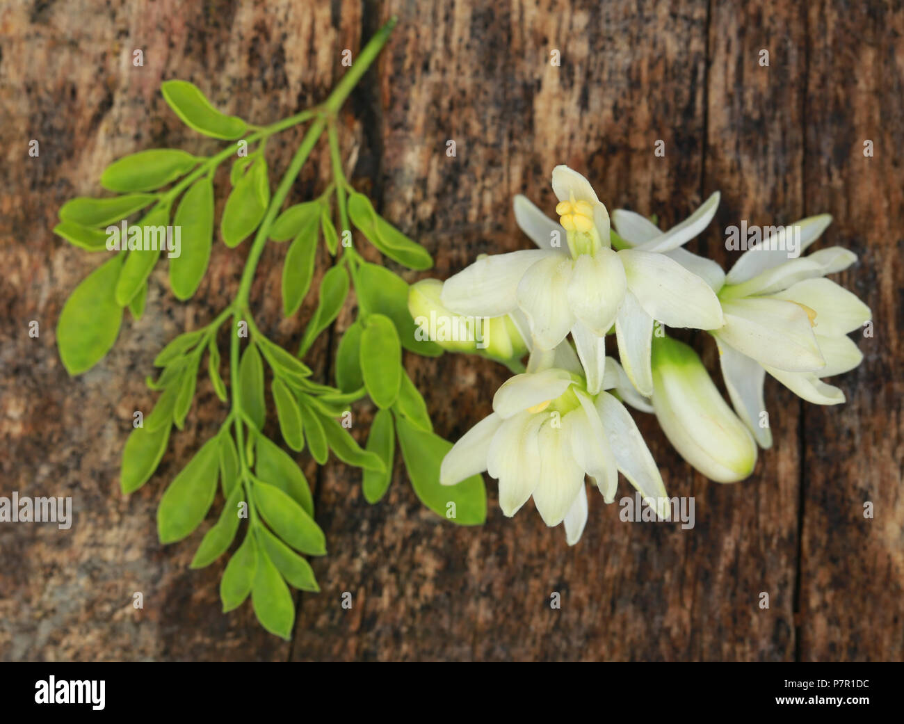Edible moringa leaves in hi-res stock photography and images - Alamy