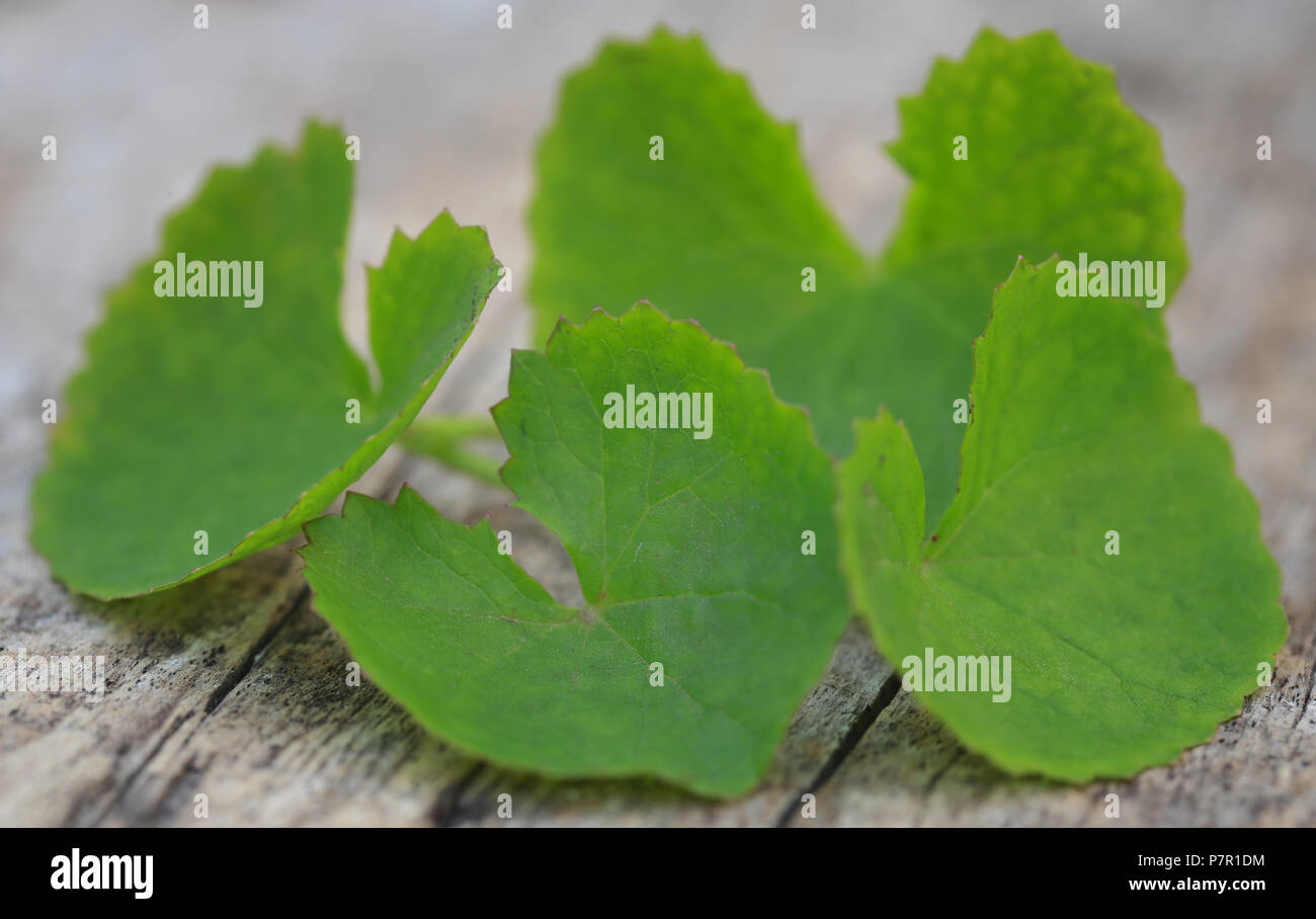 Thankuni leaves fresh and organic on timber surface Stock Photo - Alamy