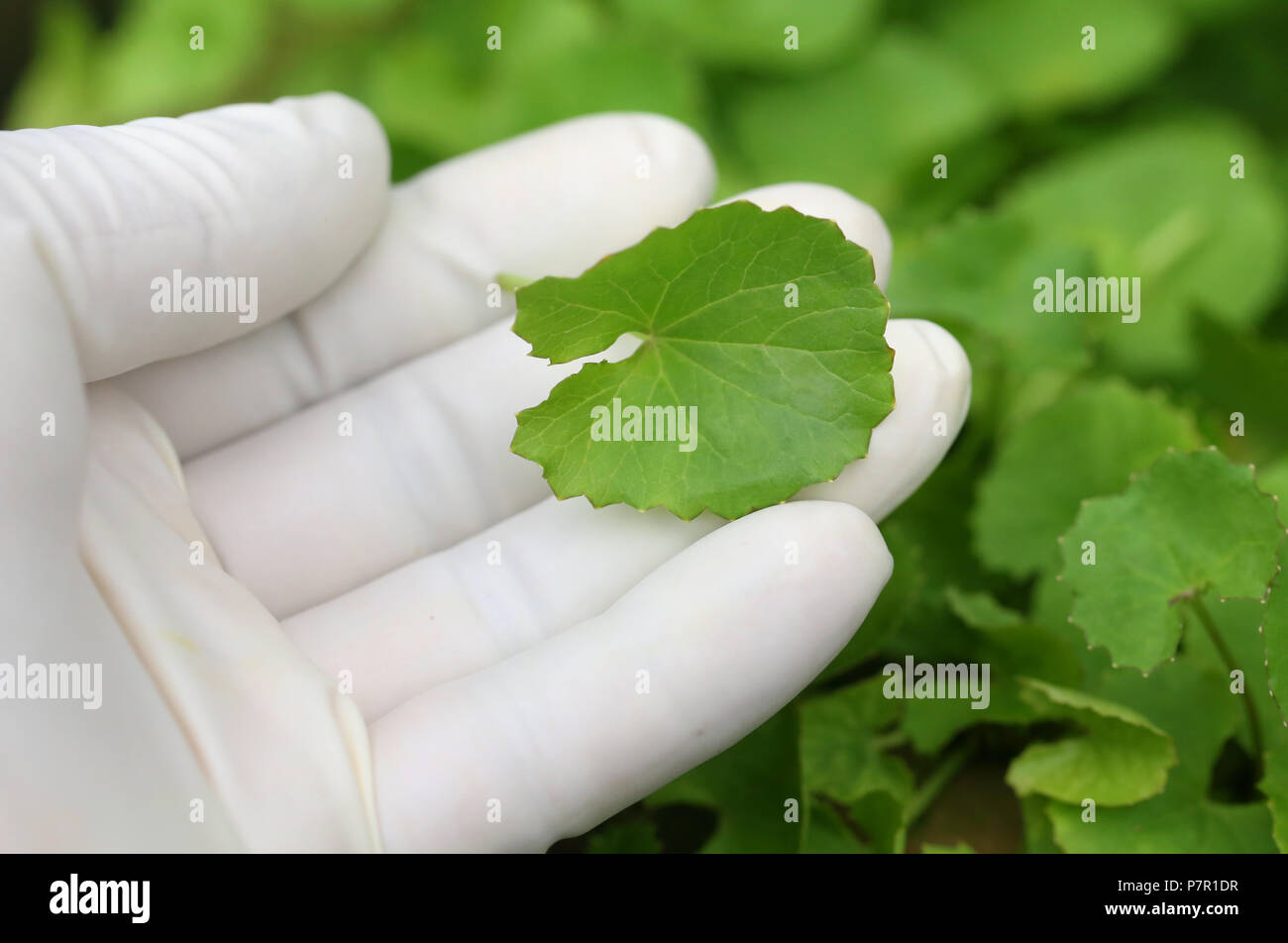 Picking Thankuni leaves in a garden Stock Photo - Alamy