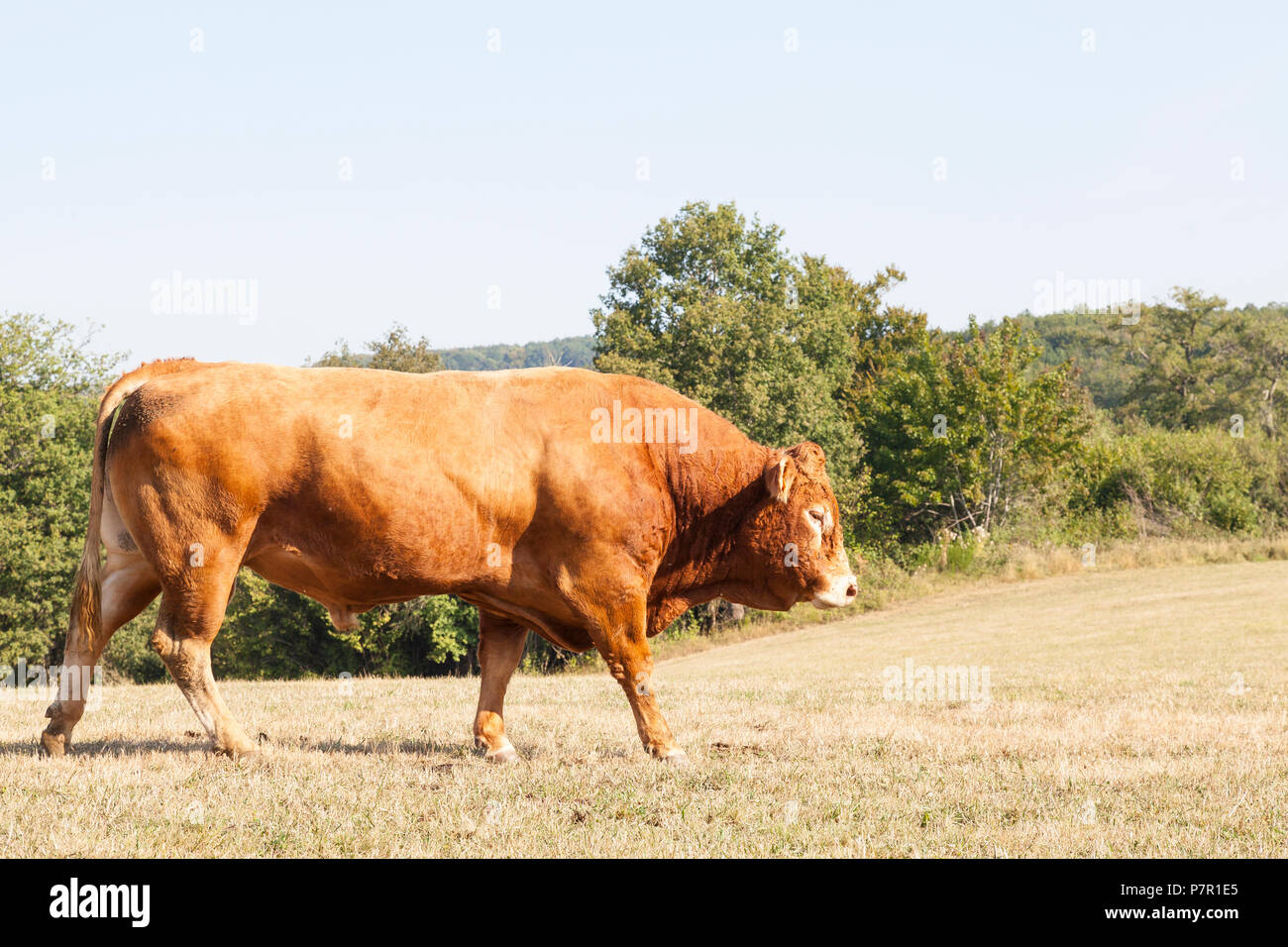 Breeding bull hi-res stock photography and images - Alamy