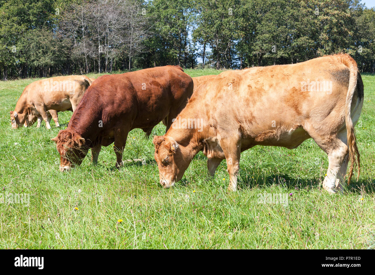 Bull with cows hi-res stock photography and images - Alamy