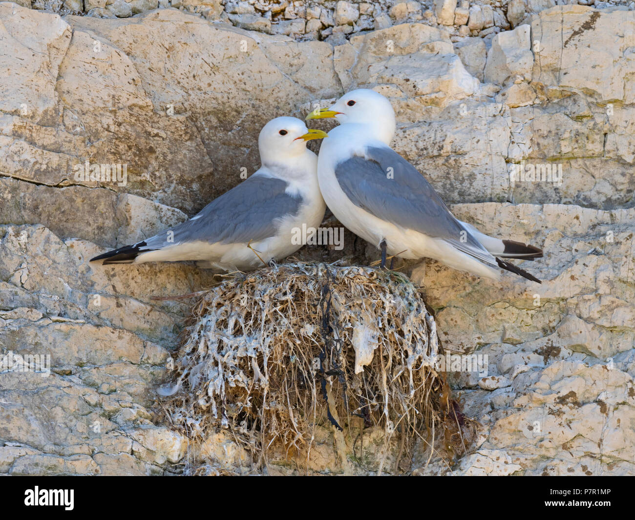 Nesting black legged kittiwake hi-res stock photography and images - Alamy