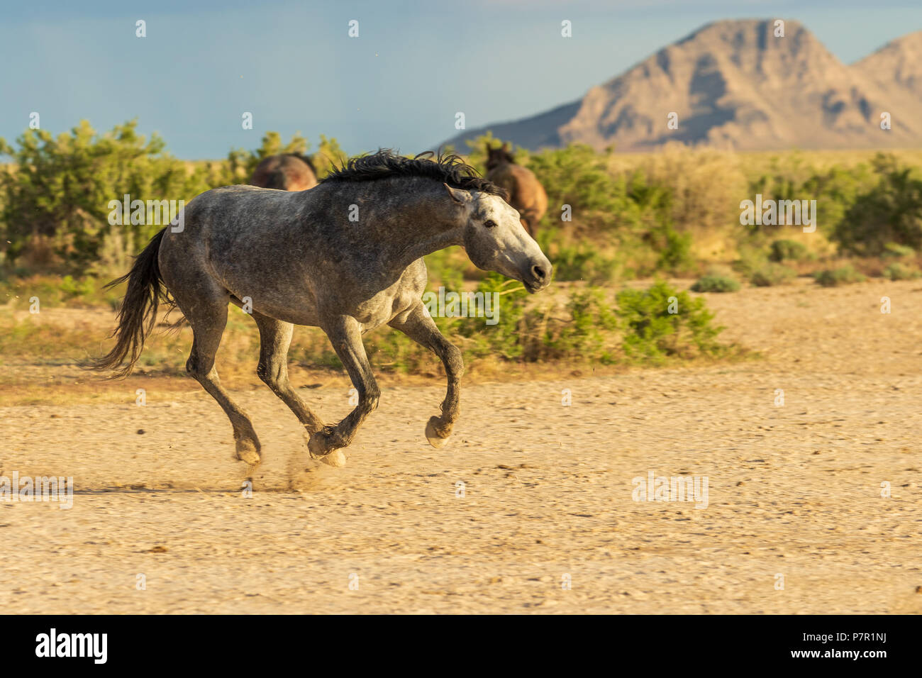 Wild Horse Stallion Stock Photo - Alamy