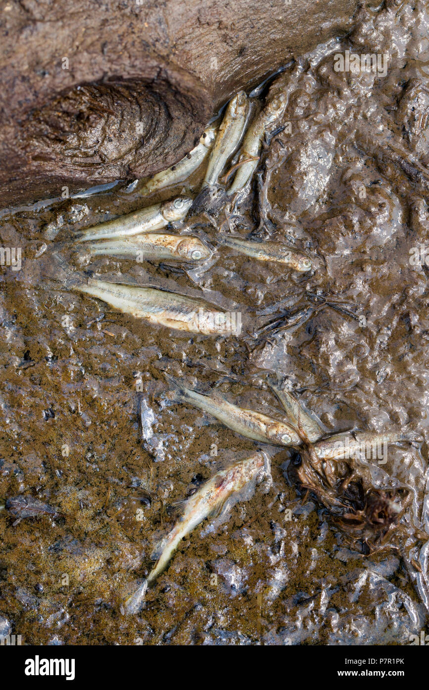 Oxygen for fish hi-res stock photography and images - Alamy