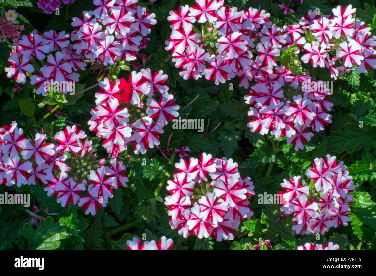 Red and white striped flowers hi-res stock photography and images - Alamy