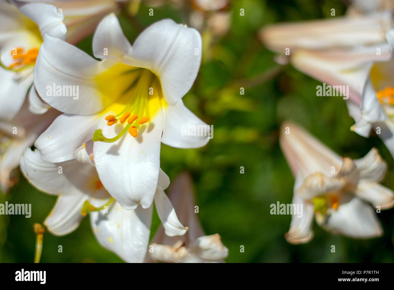 Lilium regale plant hi-res stock photography and images - Alamy