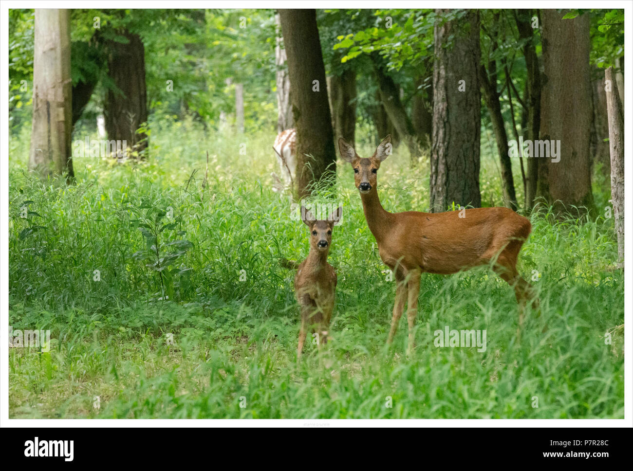 Female with fawn hi-res stock photography and images - Alamy