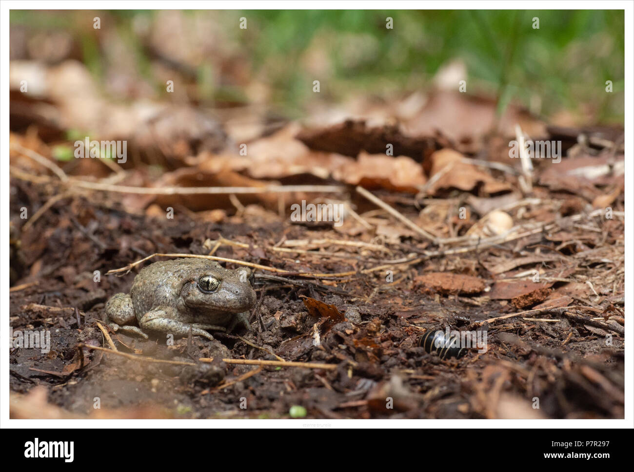 Toad eggs hi-res stock photography and images - Alamy