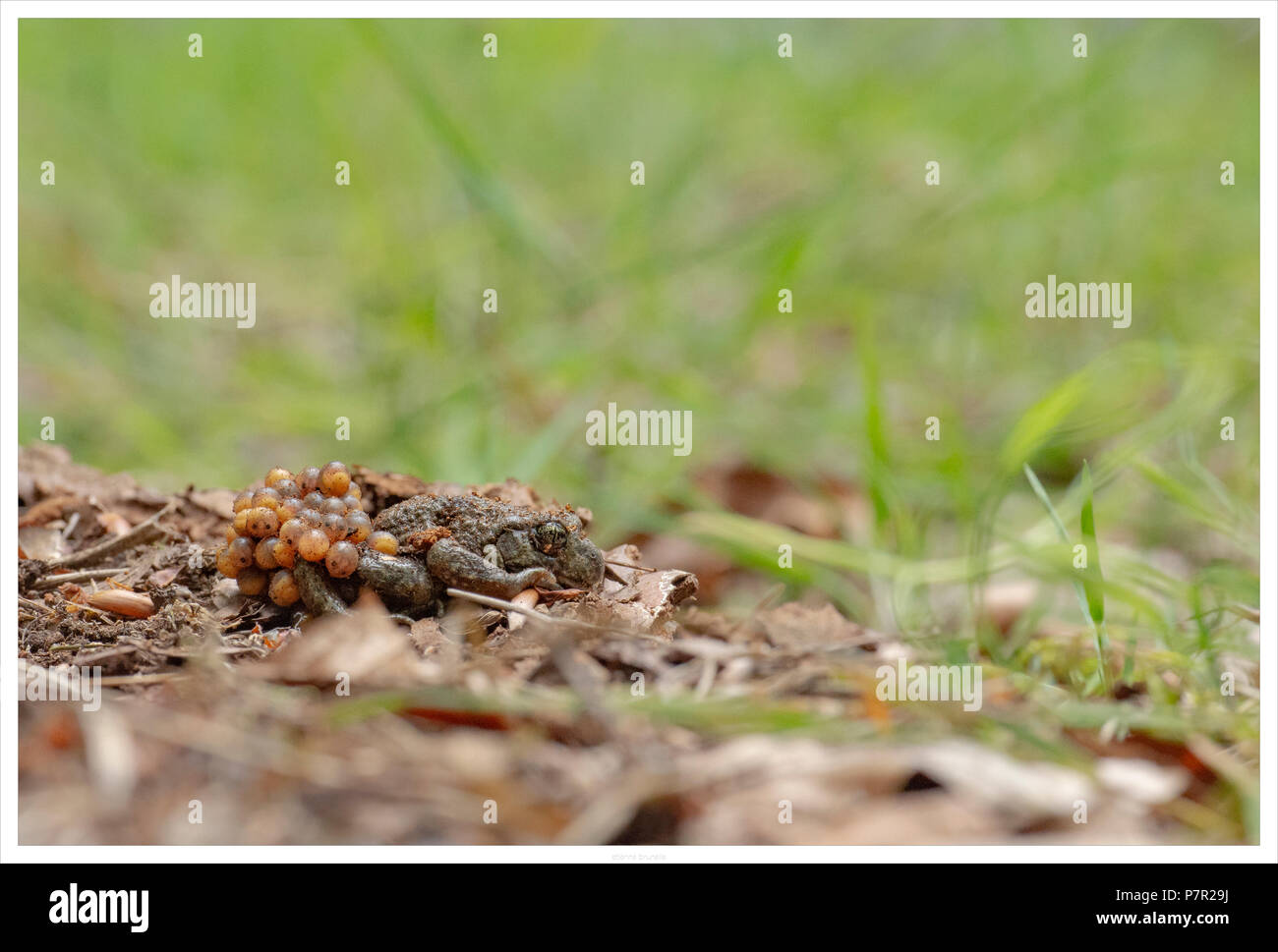 Male common midwife toad alytes obstetricans hi-res stock photography ...