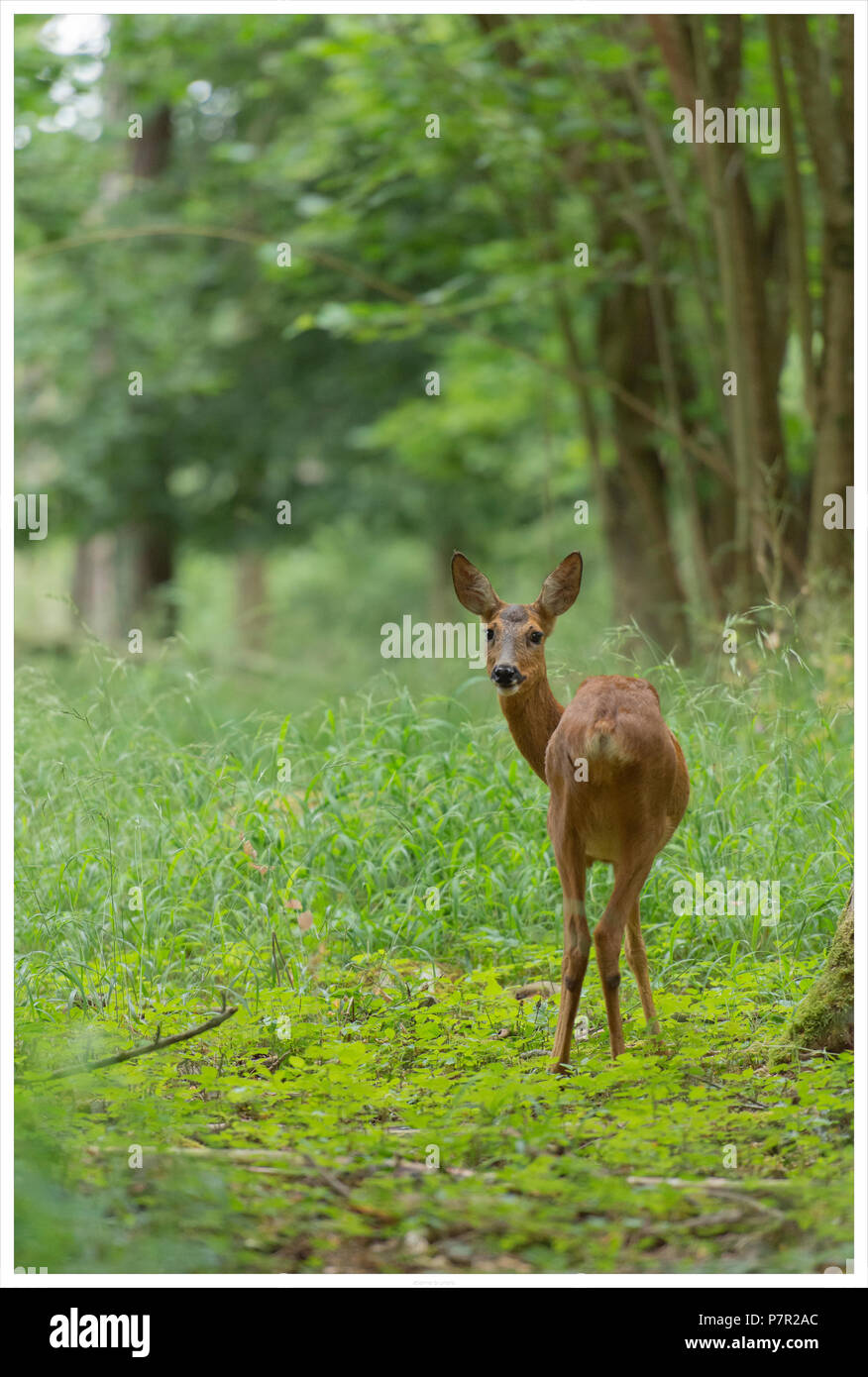Female with fawn hi-res stock photography and images - Alamy