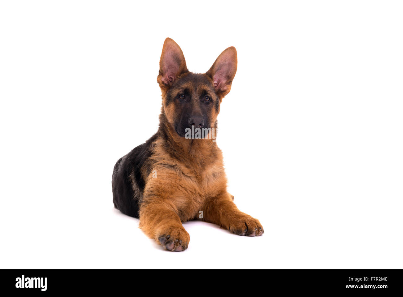 German shepherd head shot hi-res stock photography and images - Alamy