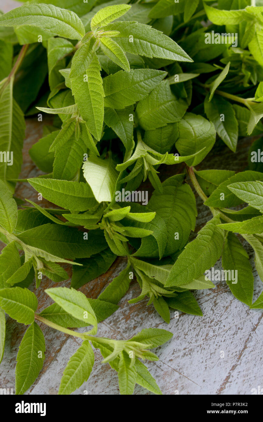 fresh herbs lemon verbena Stock Photo - Alamy