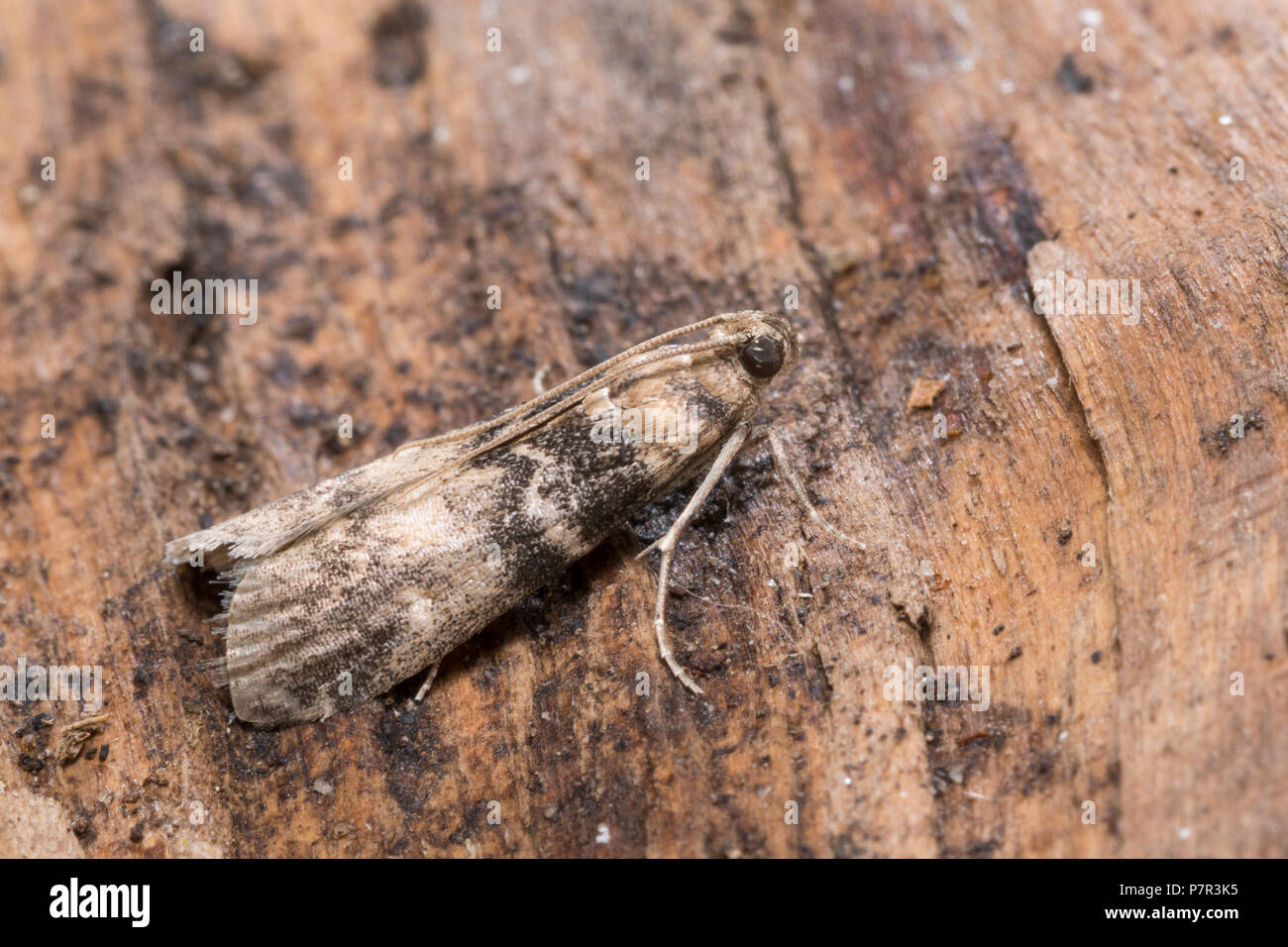 Phycis pinguis hi-res stock photography and images - Alamy
