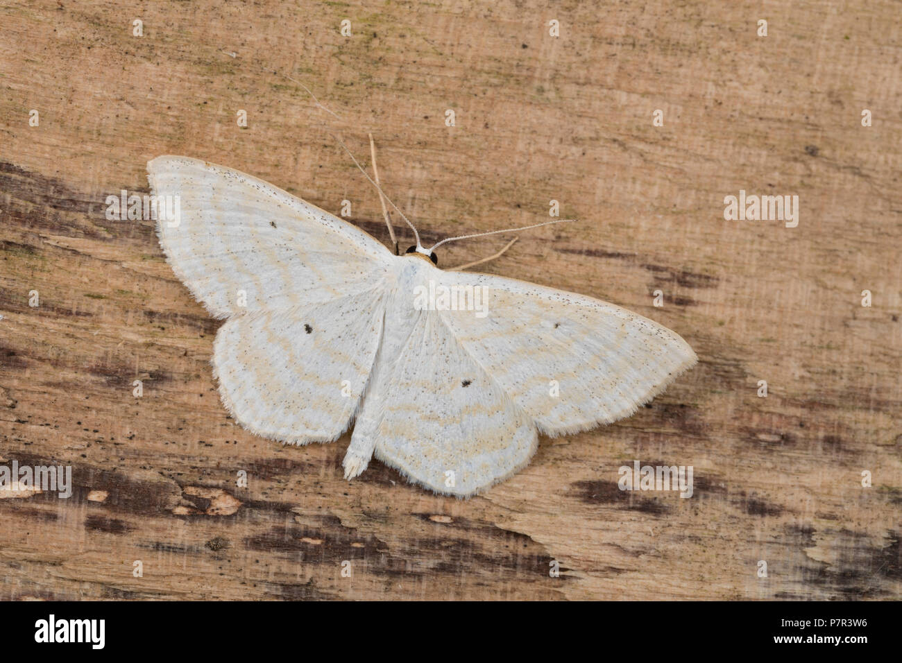 Cream wave hi-res stock photography and images - Alamy