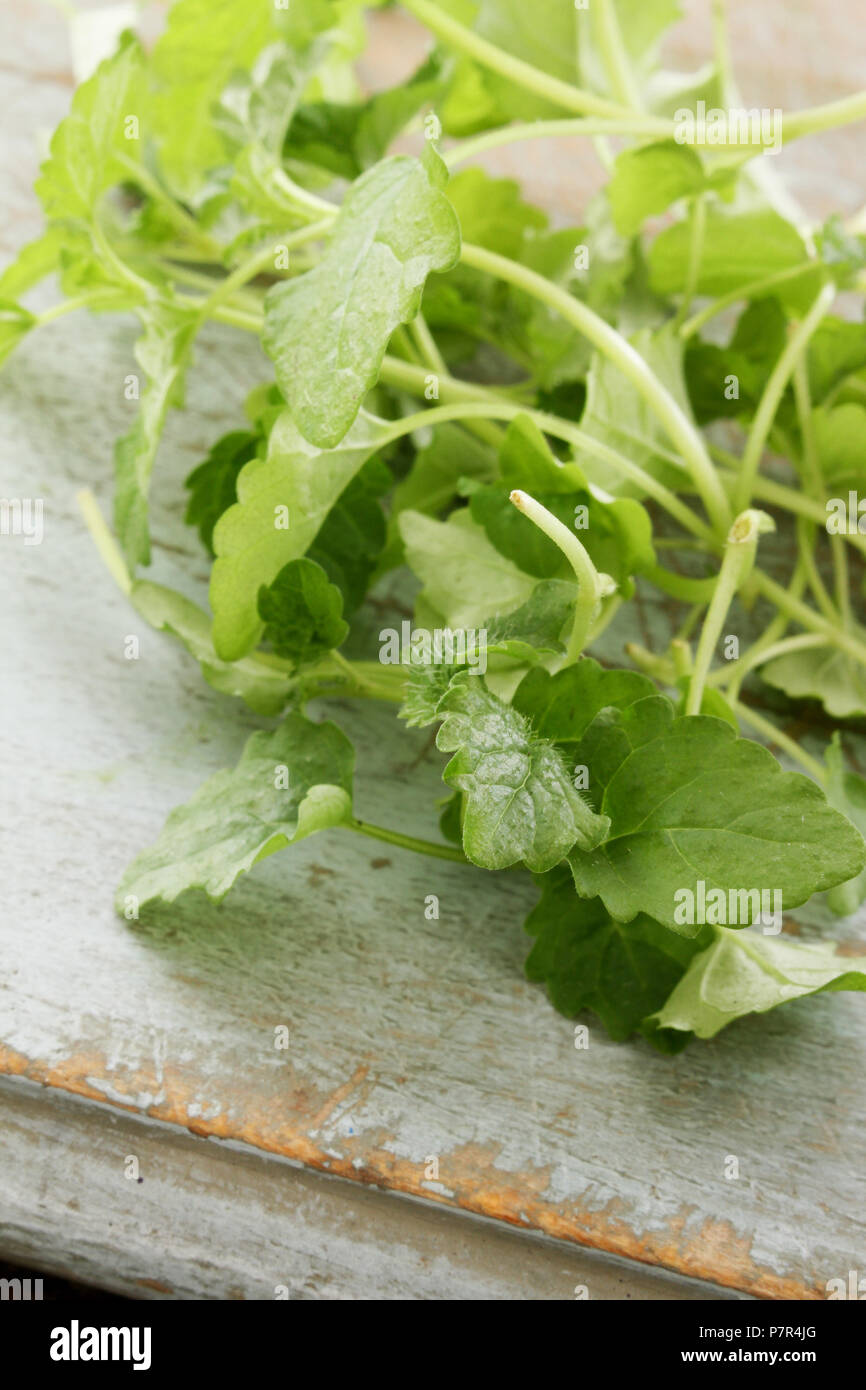 Micro lemon balm hi-res stock photography and images - Alamy