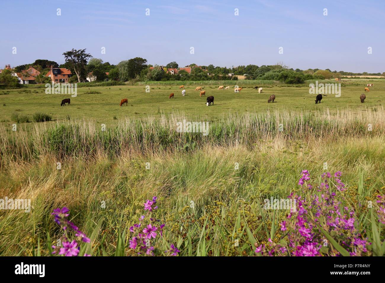 Suffolk cows hi-res stock photography and images - Alamy