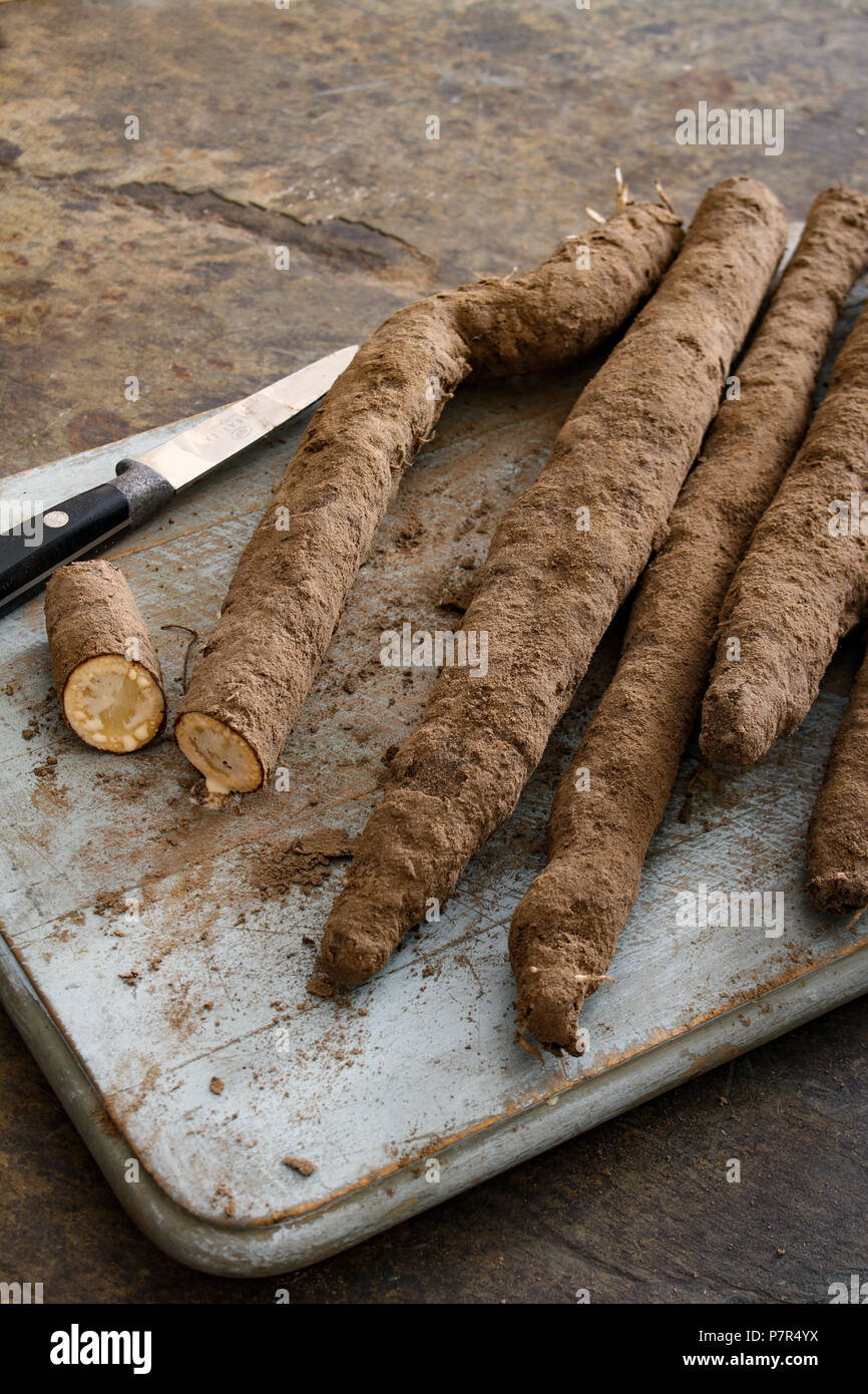 Purple Goats Beard High Resolution Stock Photography and Images - Alamy