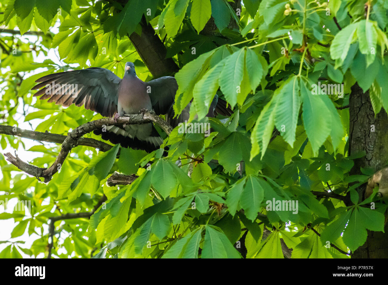 Big dove in a treetop sitting on a twig Stock Photo - Alamy