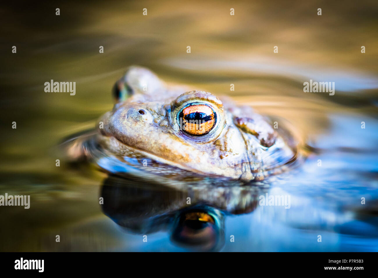Frog eyes above water hi-res stock photography and images - Alamy