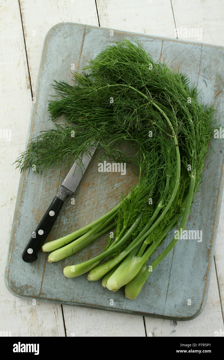 baby miro fennel Stock Photo - Alamy
