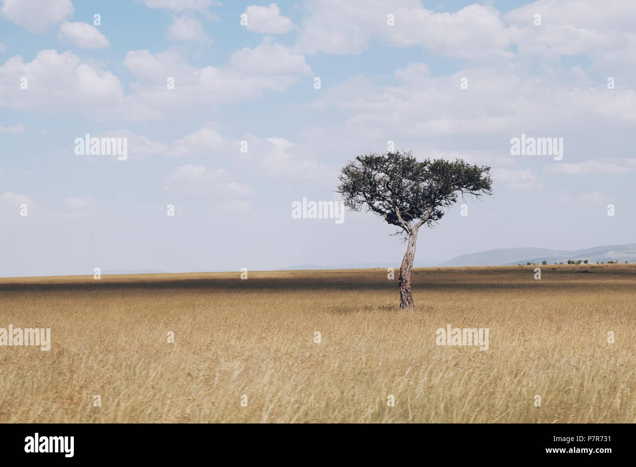 A lone tree in the savannah Grassland of Masai Mara National Reserve ...