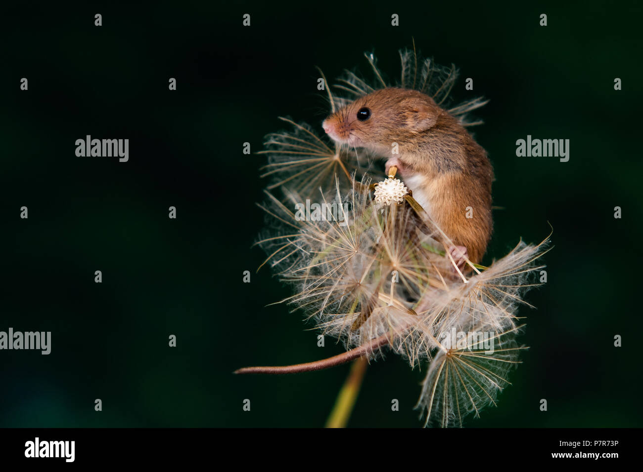 Flower field mouse hi-res stock photography and images - Alamy